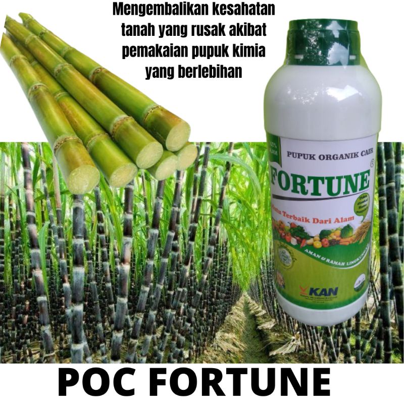Jual Pupuk POC FORTUNE 1 LITER Untuk Tanaman Tebu Hitam, Pupuk Untuk ...
