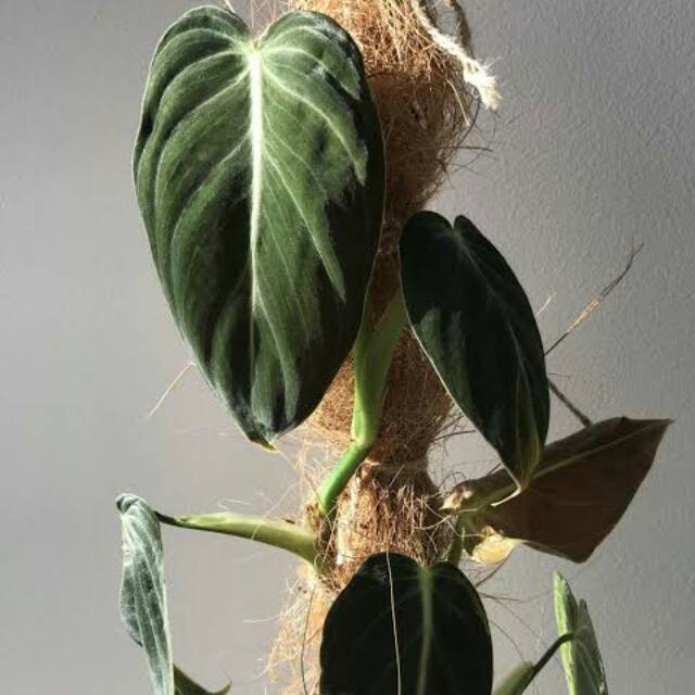 EXO FLORA : Tanaman Hias Philodendron Melanochrysum | Shopee Indonesia