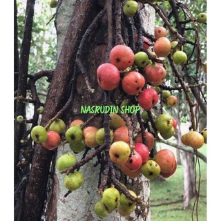 Jual BUAH KONDANG SEGAR 1KG / BUAH GONDANG / BUAH LOA / BUKAN BISORO ...