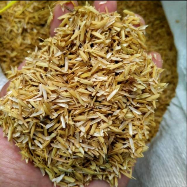 Jual SEKAM SEKEM Mentah Penutup Campuran Media Tanam Murni Kulit Padi ...