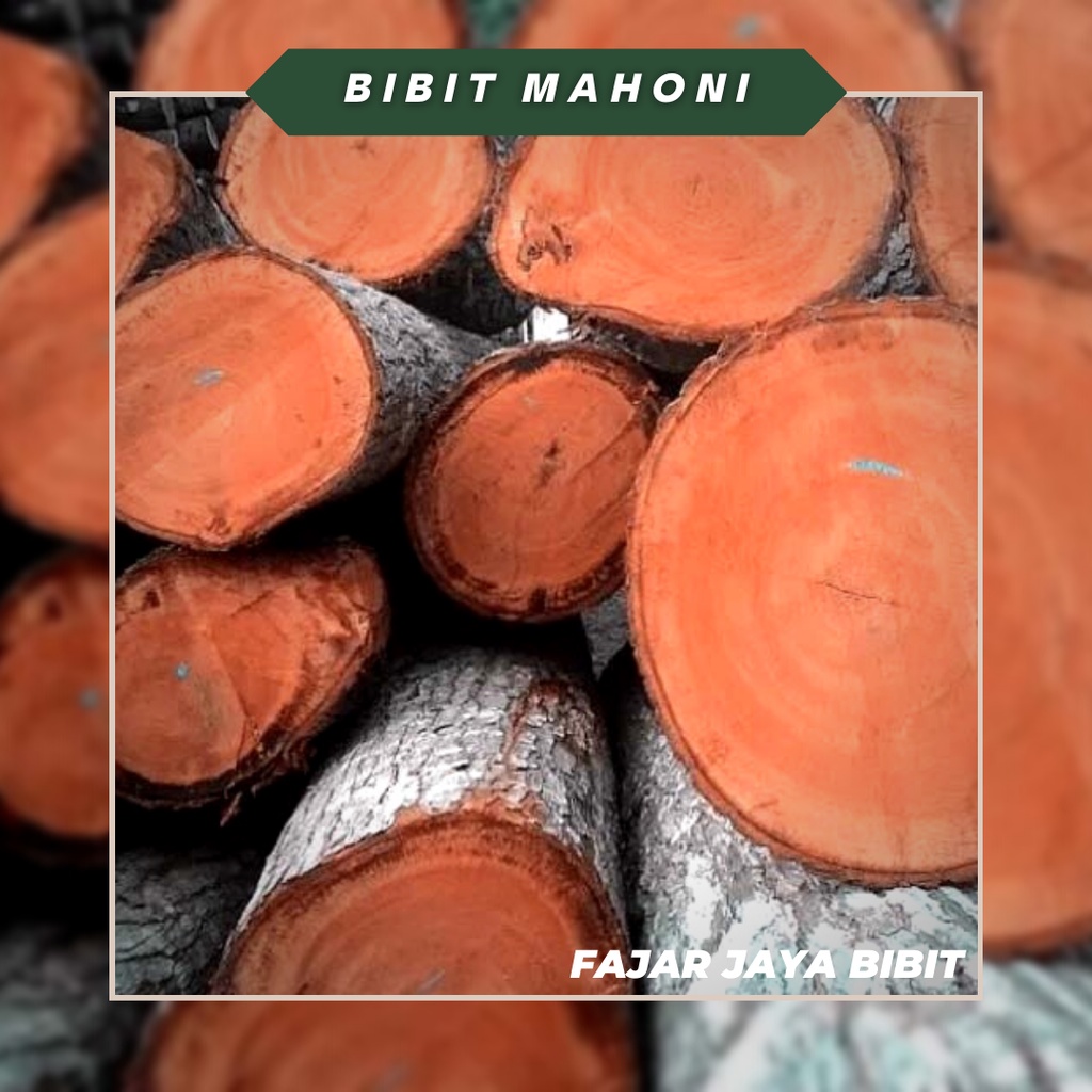 Jual Bibit mahoni tanaman kayu pohon hutan penghijauan 1 meter siap ...