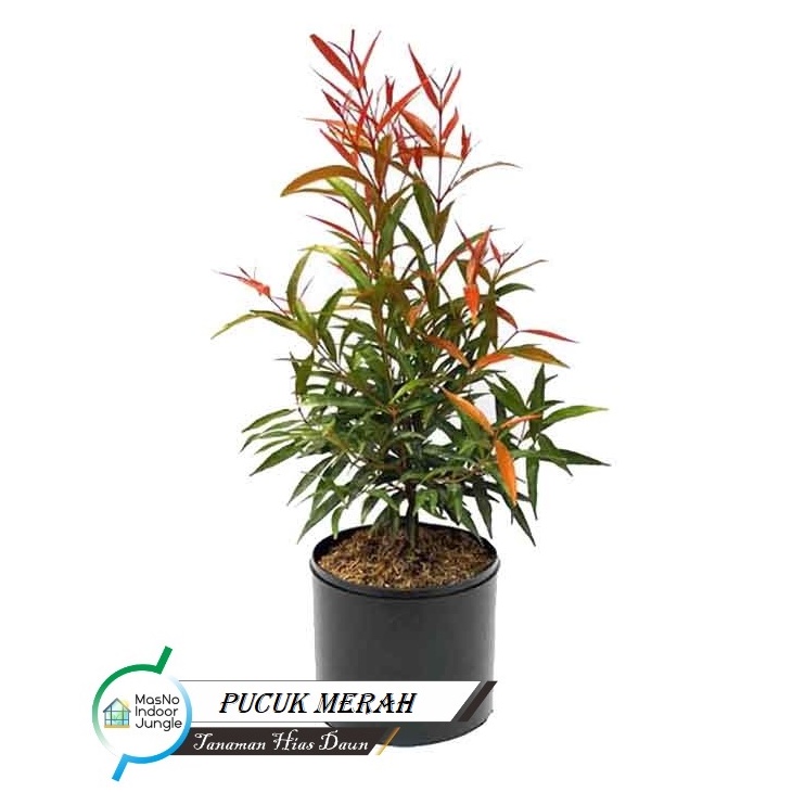 Jual Tanaman Daun Pucuk Merah - Tanaman Hias Syzygium Oleina - Bibit ...