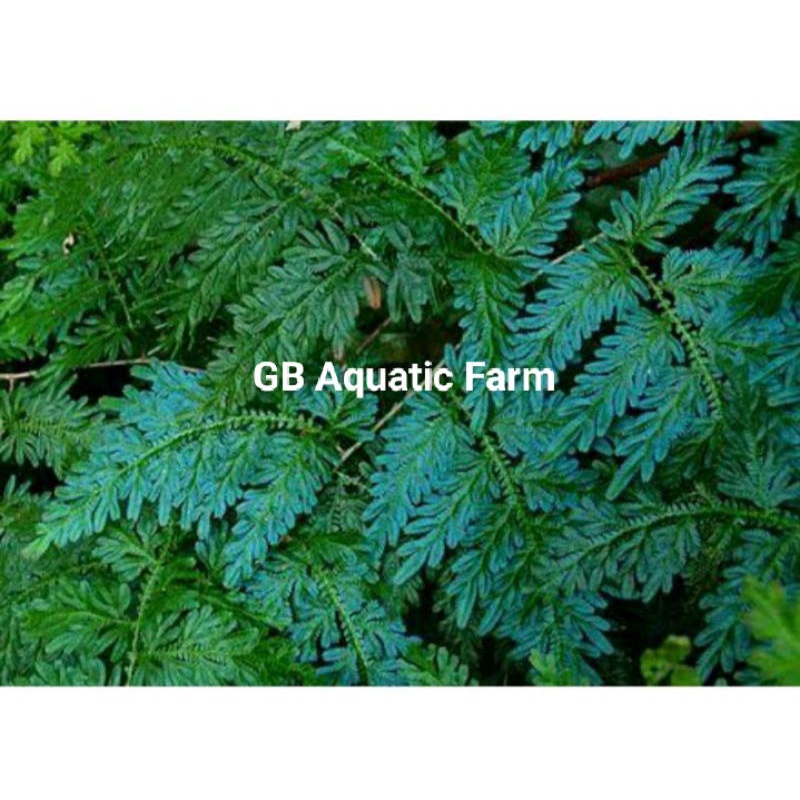 Jual Pakis rane tanaman air/aquascape | Shopee Indonesia