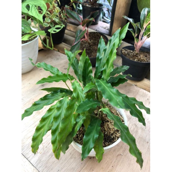 Jual TANAMAN CALATHEA RUFIBARBA GREEN | PROMO TANAMAN HIAS MARANTA ...