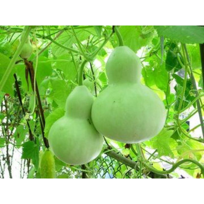 Jual Benih Labu Botol - Tanaman Sayur Rambat | Shopee Indonesia