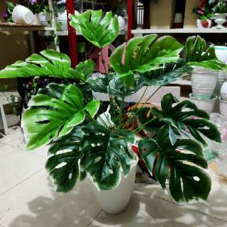 Daun Monstera rumbai jumbo grup sudah termasuk pot dan batu | Shopee ...