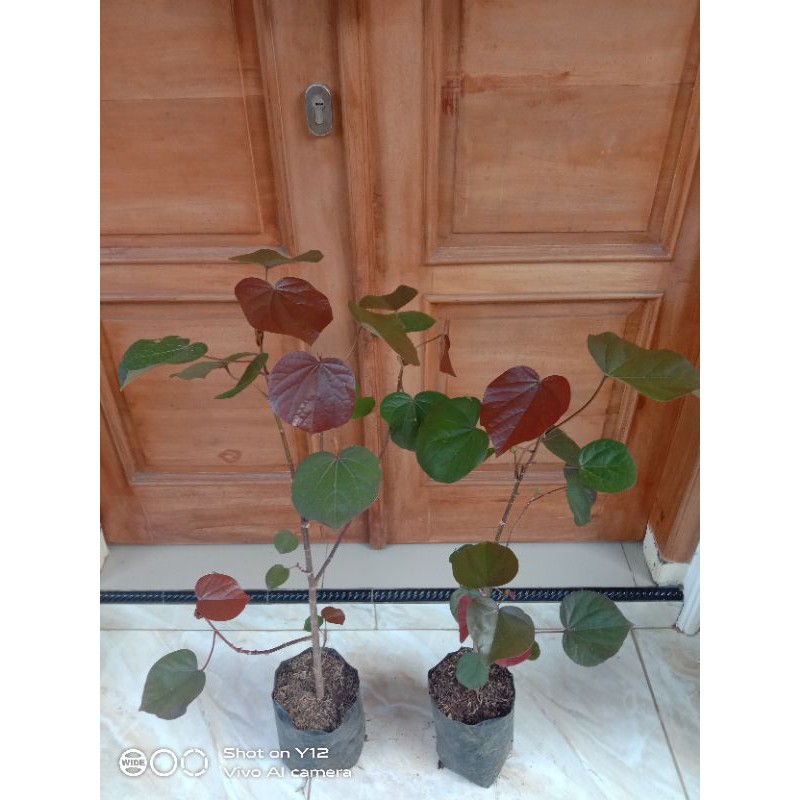 Jual Bahan Bonsai Waru Merah | Shopee Indonesia