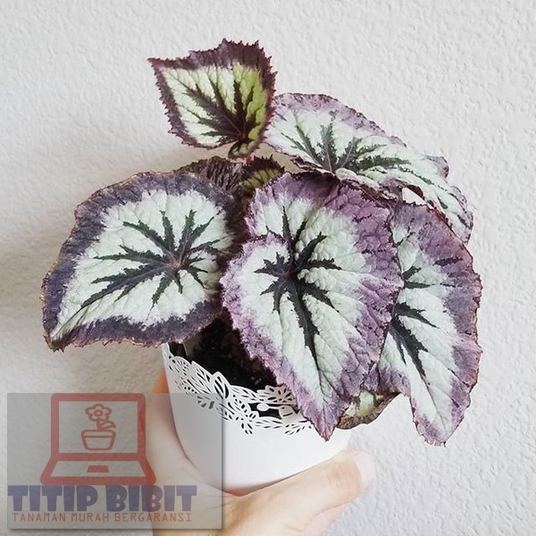 Inilah 48+ Jenis Tanaman Begonia Rex Bunga Begonia Terbaik - Informasi ...