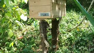 Jual Kotak Budidaya Stup Lebah Apis Cerana / Malifera | Shopee Indonesia