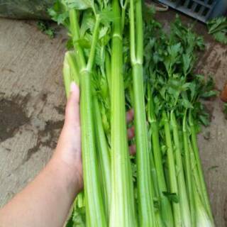 Jual 1kg Seledri stik batang besar / celery stick /celery jus 1000gr ...