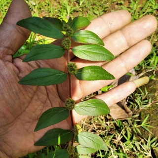 Jual Daun patikan kebo segar 350gr | Shopee Indonesia