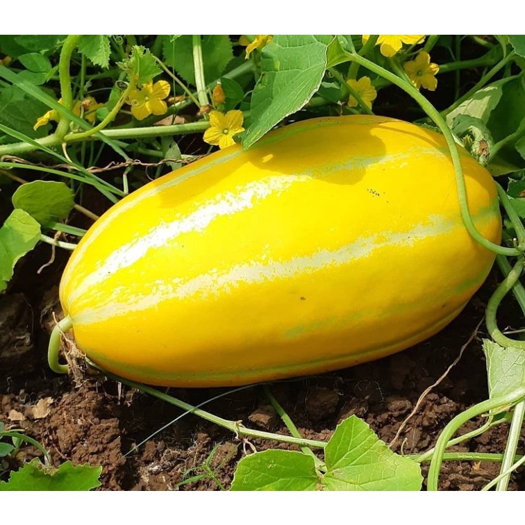 Jual 10 biji Benih Timun Suri Kuning Unggul Syakira repack | Shopee Indonesia