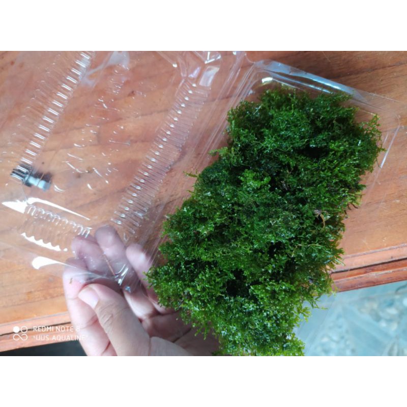 Jual tanaman air aquascape moss ricardia 1mika | Shopee Indonesia
