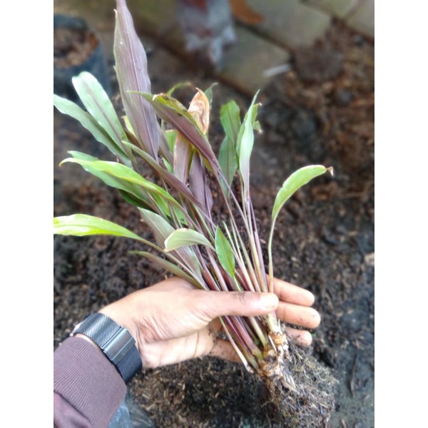 Jual kunyit merah asli herbal langka (curcuma macrochlamys) | Shopee ...