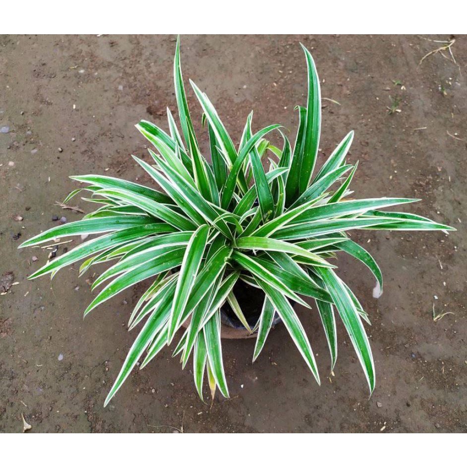 Jual tanaman hias bunga bulu ayam tanaman cantik | Shopee Indonesia