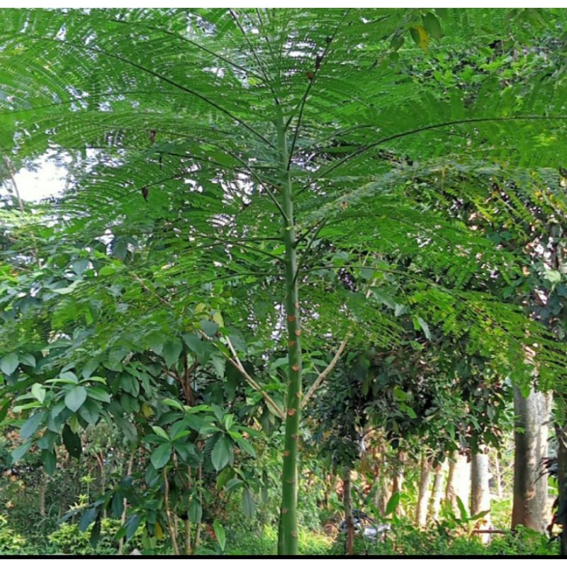 Jual pohon solobium tinggi 2 meter | Shopee Indonesia