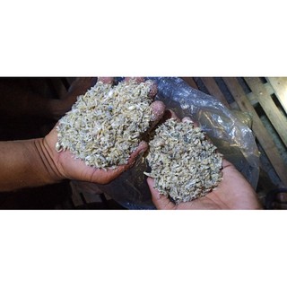 Jual IKAN-RUCAH Indonesia|Shopee Indonesia