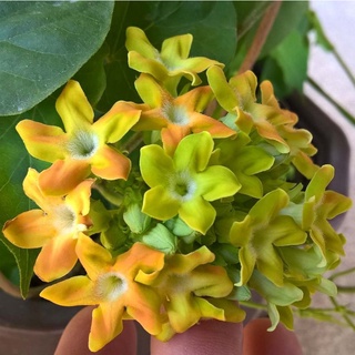 Jual Bibit tanaman rambat bunga tongkeng sayur wangi/pakalana vine ...