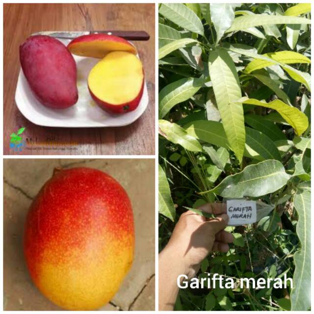Jual Bibit mangga garifta merah | Shopee Indonesia