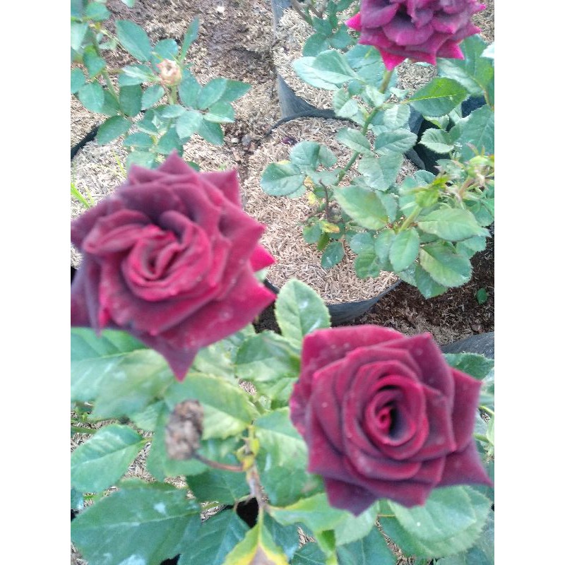 Jual paket mawar 10 pcs | Shopee Indonesia