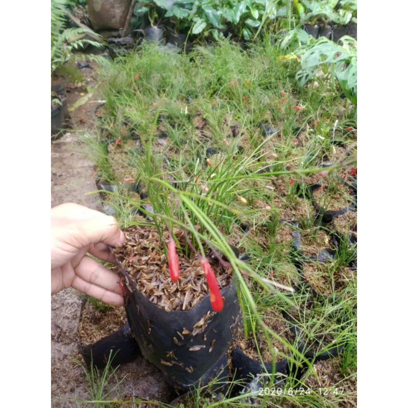 Jual Pohon Bunga Air Mancur/Bunga Petasan/Fountain Plant/Coral Plant ...