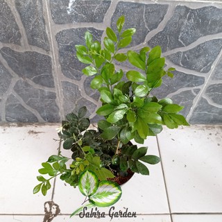 Jual TANAMAN HIAS kemuning mini (Murraya paniculata micro) Indonesia ...