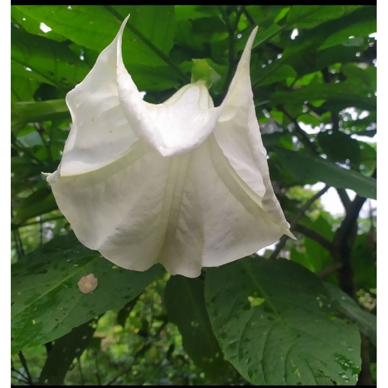 Jual bunga kucubung putih terompet pohon kecubung putih | Shopee Indonesia