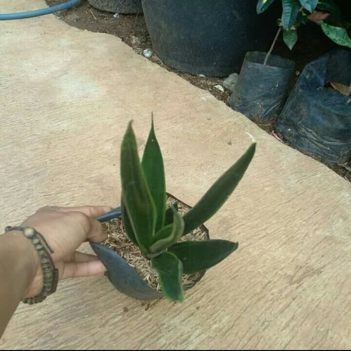 Jual Promo Grosir!! Tanaman Sensivera Cylindrica Tanaman Hias Sensivera ... Jual Promo Grosir!! Tanaman Sensivera Cylindrica Tanaman Hias Sensivera ...