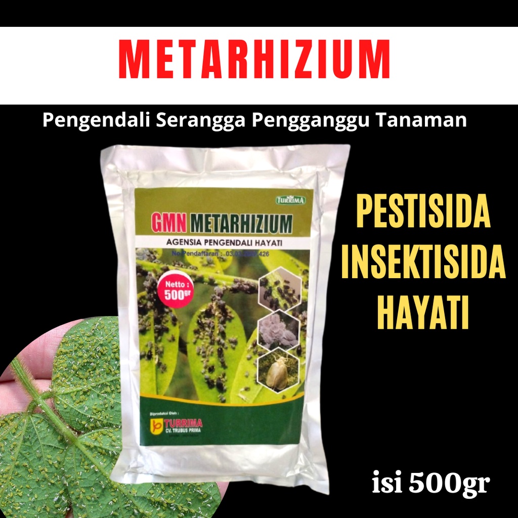 Jual Metarhizium AGENSI HAYATI Pengendali Jamur Hama, Metarizium ...