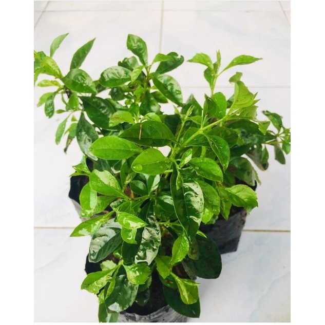 Jual tanaman hias teh tehan - pohon teh tehan - tanaman pagar | Shopee ...