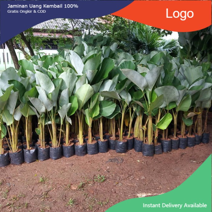 Jual Tanaman Hias calathea lutea pohon pisang kipas hiasan elegan rumah ...