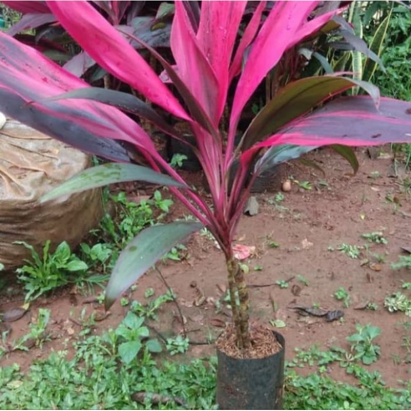 Jual tanaman andong merah/pohon hias andong merah | Shopee Indonesia