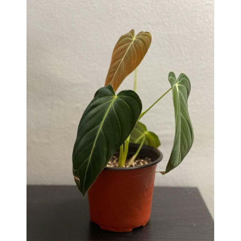 Jual Tanaman hias Philodendron melanochrysum philo melano narrow ...