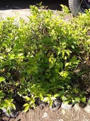 Jual TANAMAN PANGKAS KUNING | Shopee Indonesia