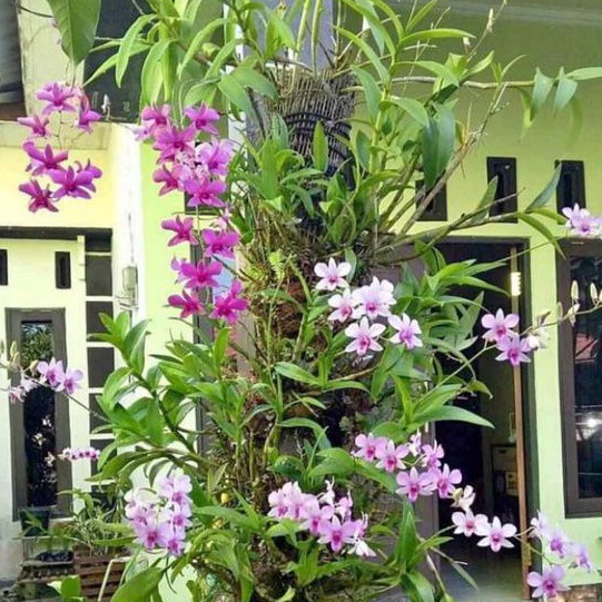 Jual Tanaman Bunga Anggrek Dendrobium Ungu-Tanaman anggrek bunga ungu ...