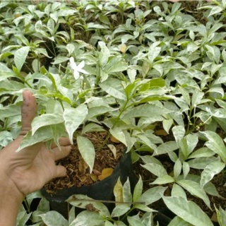 Jual Rombosa Putih / Rombosa Silver / Rombosa daun lebar / Rombusa ...