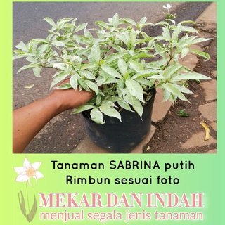 Jual Tanaman sabrina putih, melati jepang mini, sabrina hijau/ijo ...