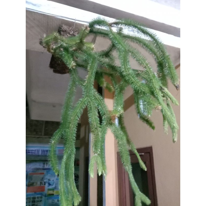 Jual kumpay ekor monyet terbaik langka | Shopee Indonesia