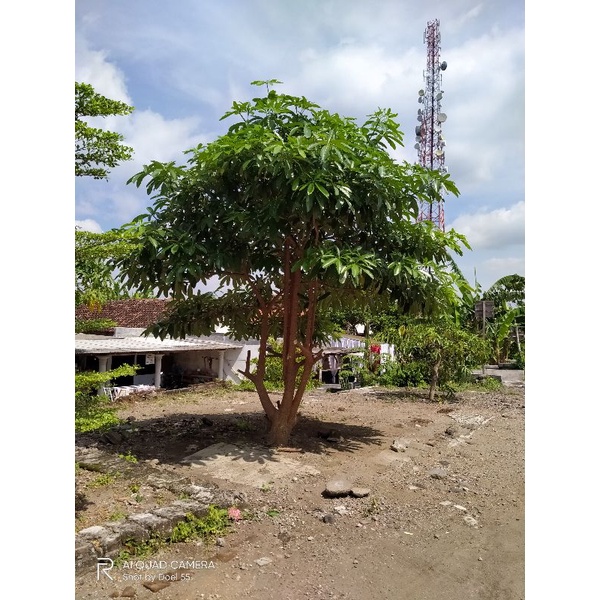 Jual Paket 5 Bibit Pohon Pule/Pulai 40cm Indonesia|Shopee Indonesia