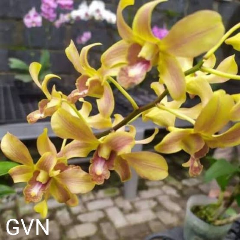 Jual Dendrobium JUMBO Eka Karya Grade A Dendrobium Bulat Dendrobium DVN ...