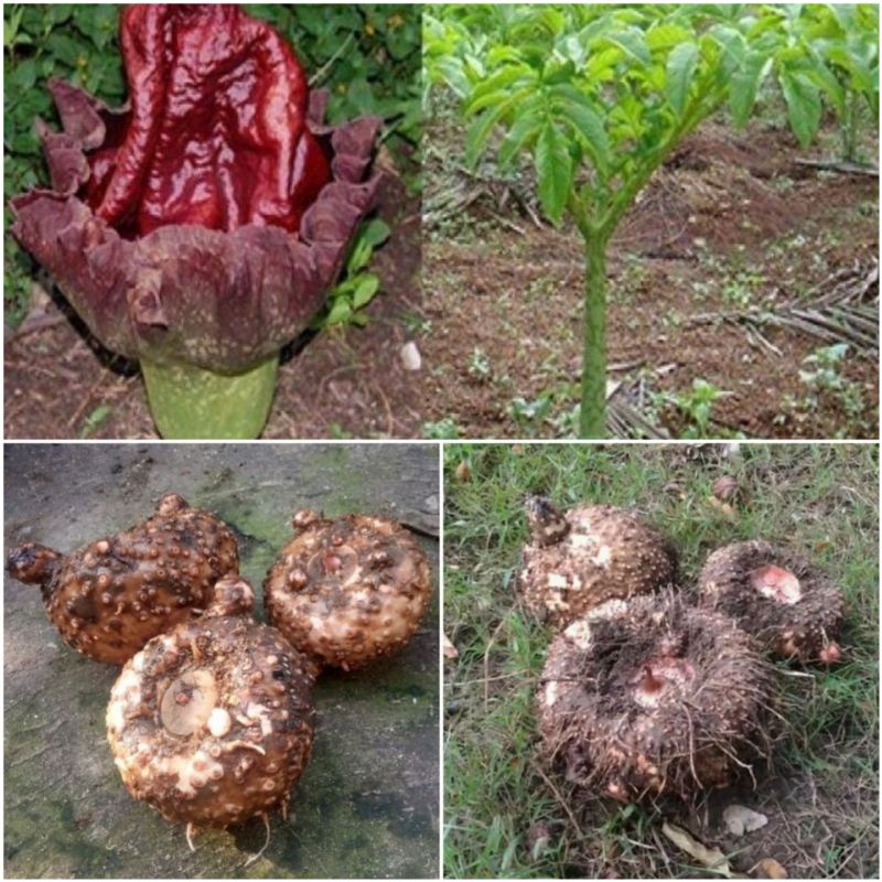 Jual UMBI SUWEG / BUNGGA BANGKAI FRESH SEGAR 1 KG | Shopee Indonesia