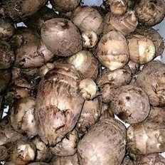 Jual Satoimo / Talas Jepang Konsumsi | Shopee Indonesia