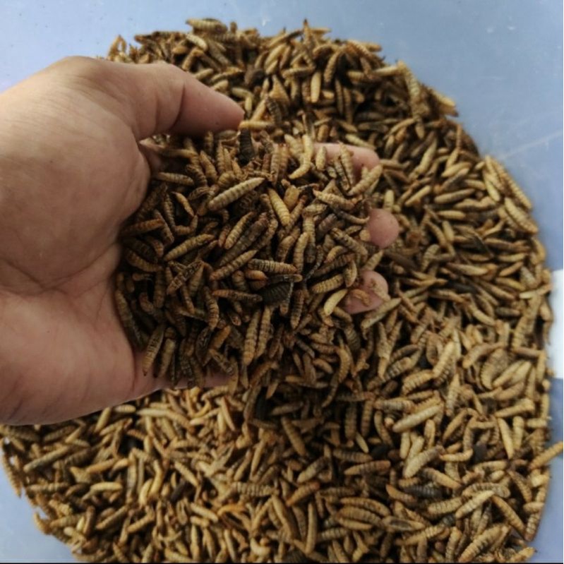 Jual Maggot Magot BSF 1Kg | Shopee Indonesia