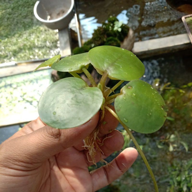 Jual Amazon Frogbit Tanaman Aquascape - Tanaman Apung Aquarium ...