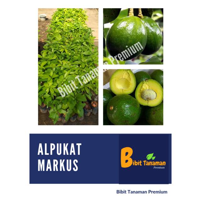 Jual BIBIT ALPUKAT MARKUS (BIBIT TANAMAN PREMIUM) | Shopee Indonesia