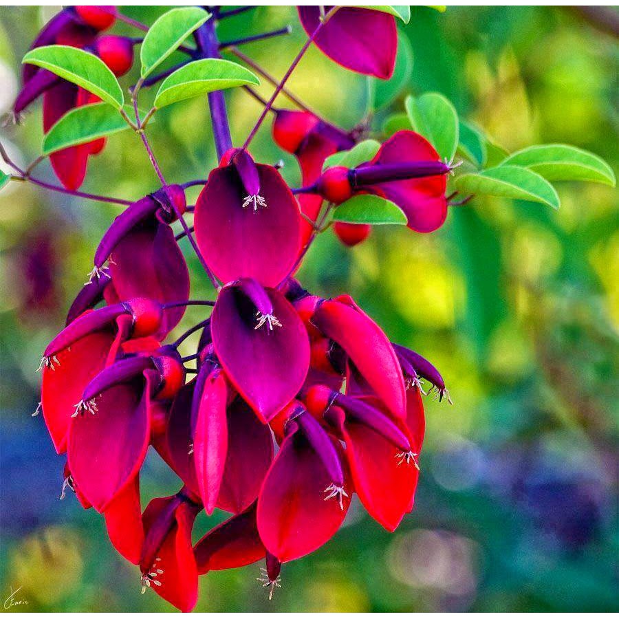 Jual Biji Pohon Dadap Merah (Ceibo / Erythrina crista-galli) | Shopee ...