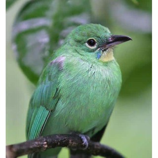 Jual Burung Cucak Ijo Ph | Shopee Indonesia