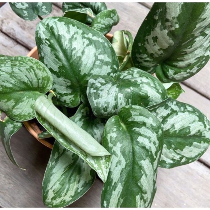 Jual Tanaman hias sirih gading belanda-tanaman gantung-tanaman hidup ...