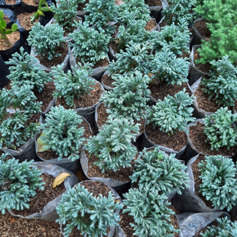 Jual tanaman cemara salju / cemara silver perak | Shopee Indonesia