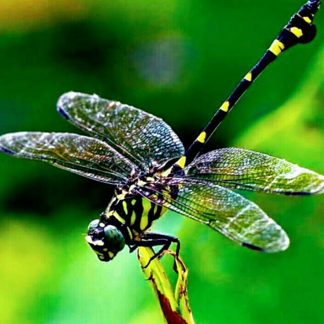 Produk Capung cantik | Shopee Indonesia